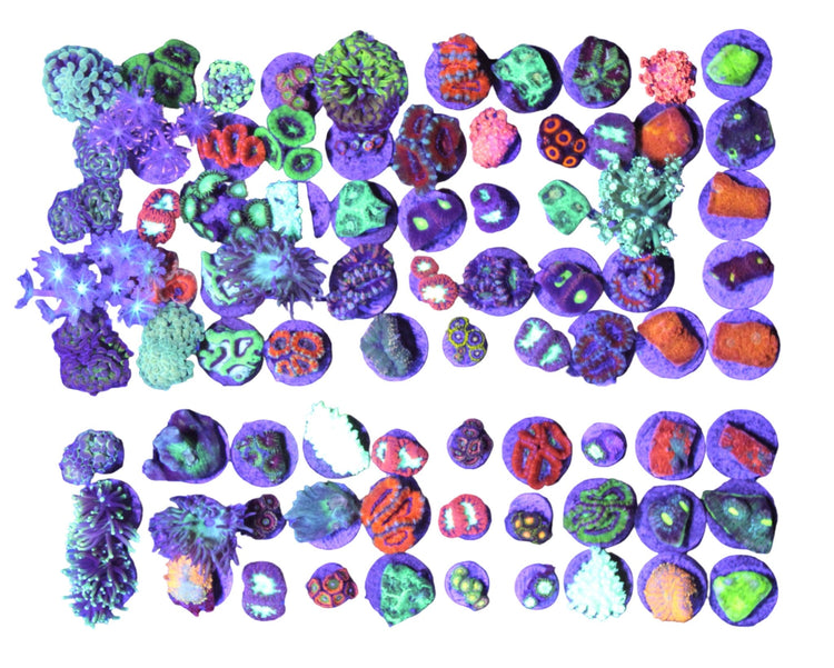 How to Frag Corals: 10-Step Beginner Guide (+ Tools & Aftercare ...