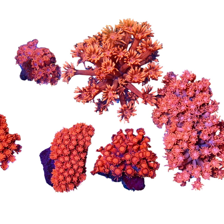How to Frag Corals: 10-Step Beginner Guide (+ Tools & Aftercare ...