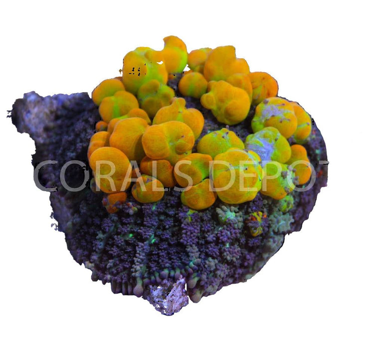How to Frag Corals: 10-Step Beginner Guide (+ Tools & Aftercare ...