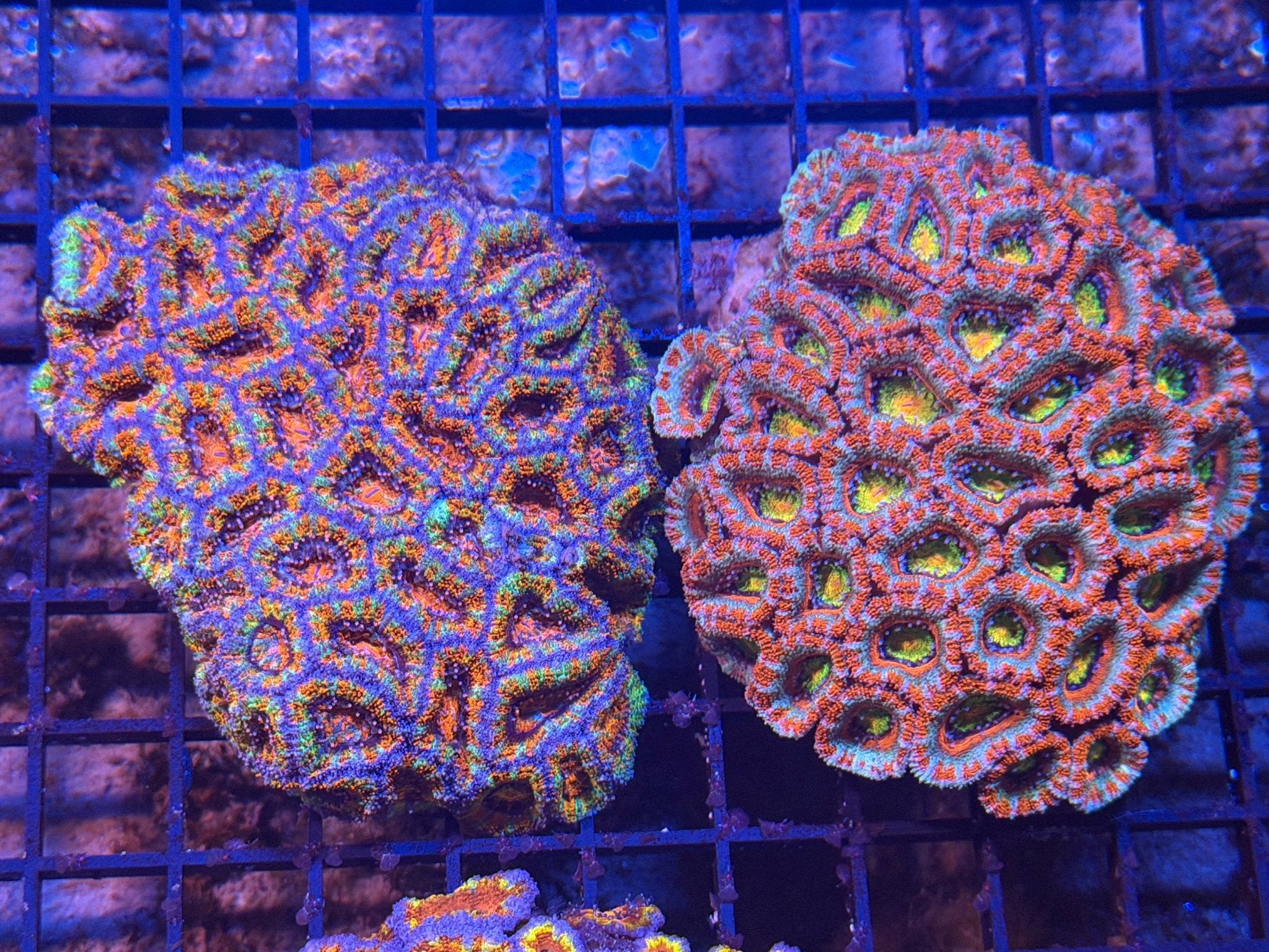 Rainbow Acan Coral | Vibrant WYSIWYG - Corals Depot