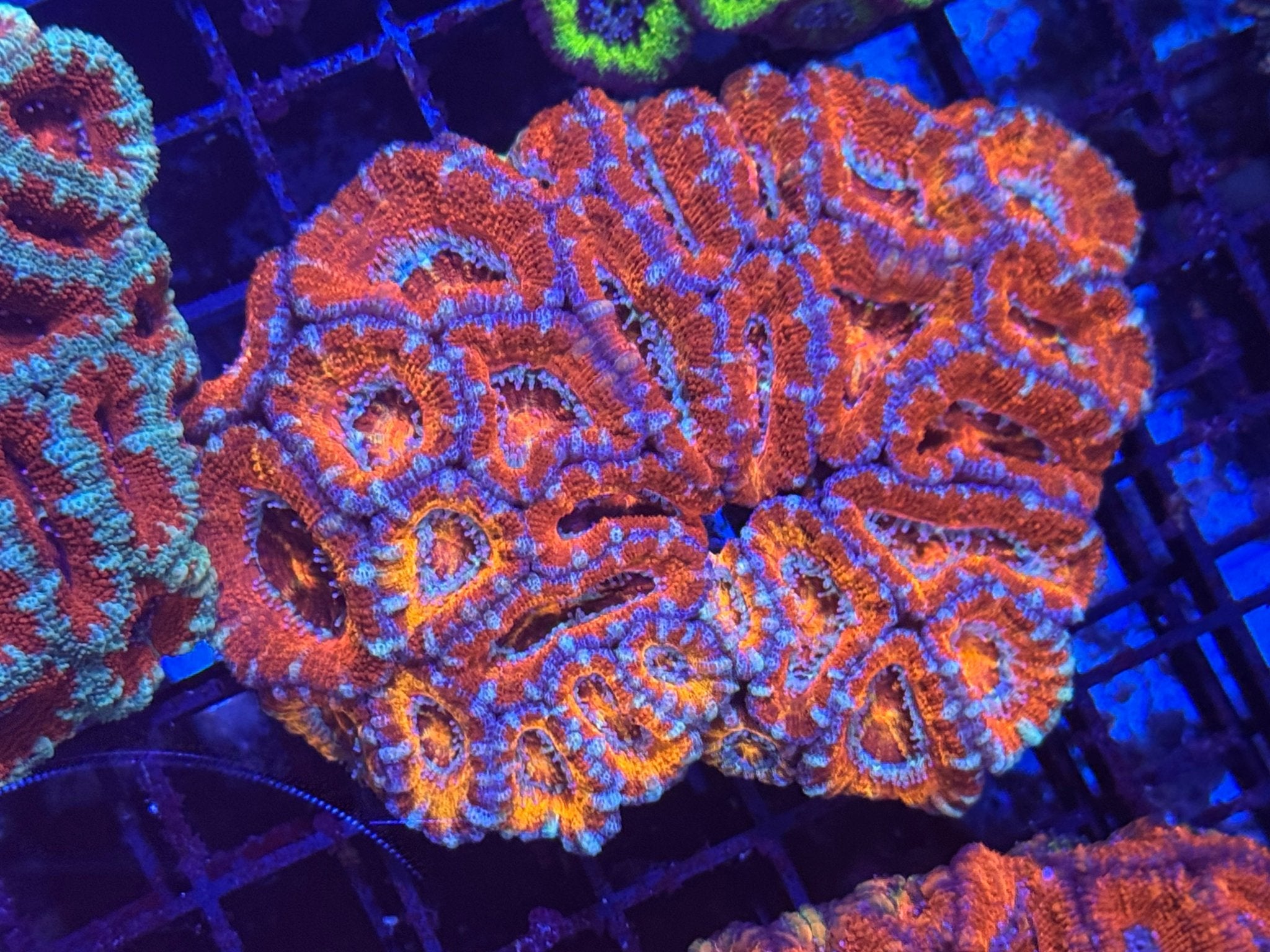 Ultra Acan Coral for Sale | Live LPS Coral - Corals Depot