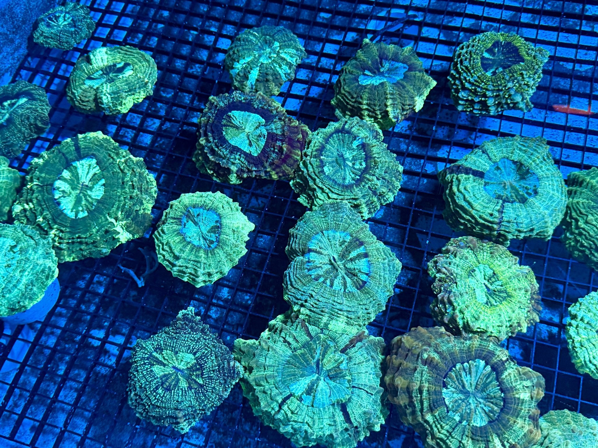Australian Green Acantho - Corals Depot