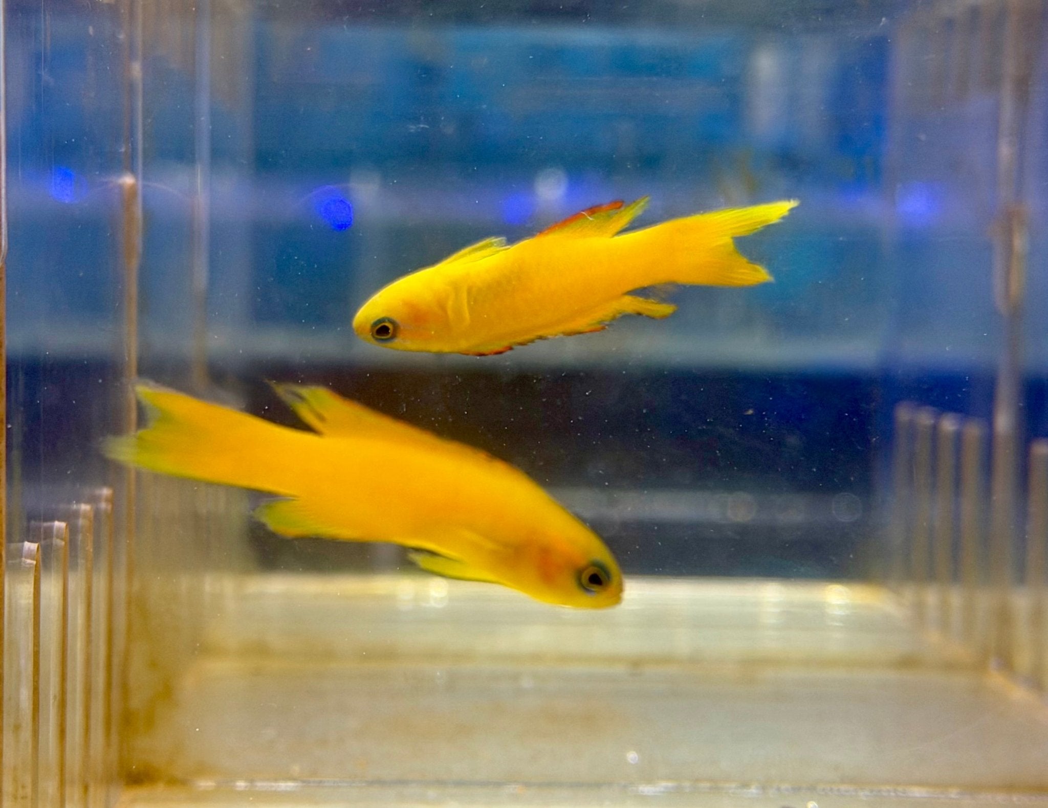 Australian Yellow Assessor: Vibrant Beauty - Corals Depot