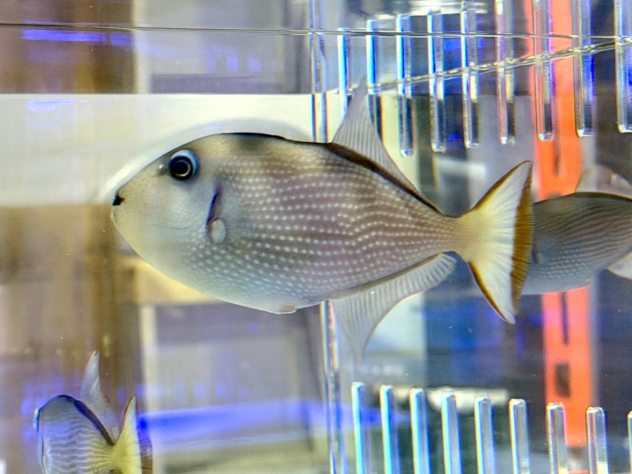 Blue Throat Triggerfish Female: Reef Beauty - Corals Depot