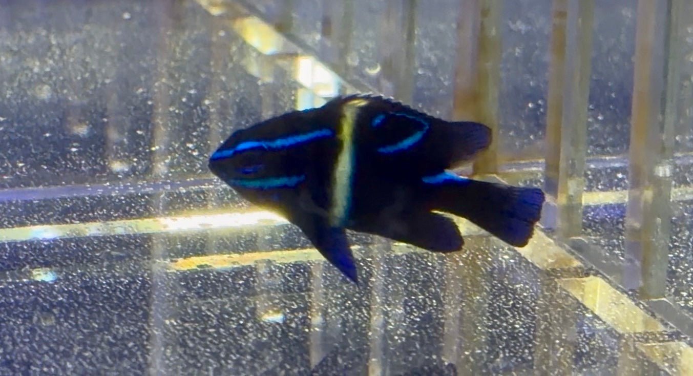 Blue Velvet Damsel - Coralsdepot