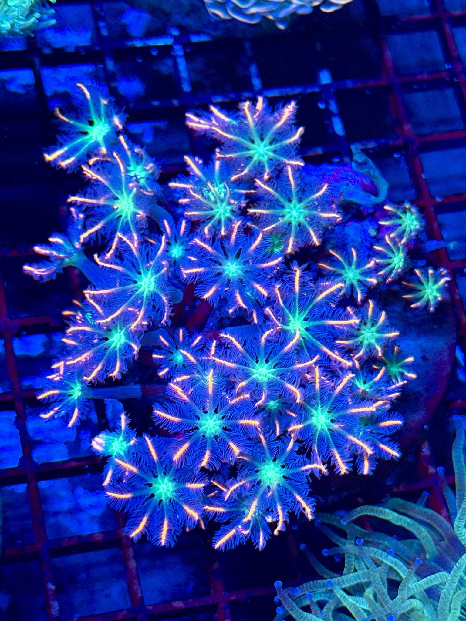 Clove Polyps Firecracker - Corals Depot