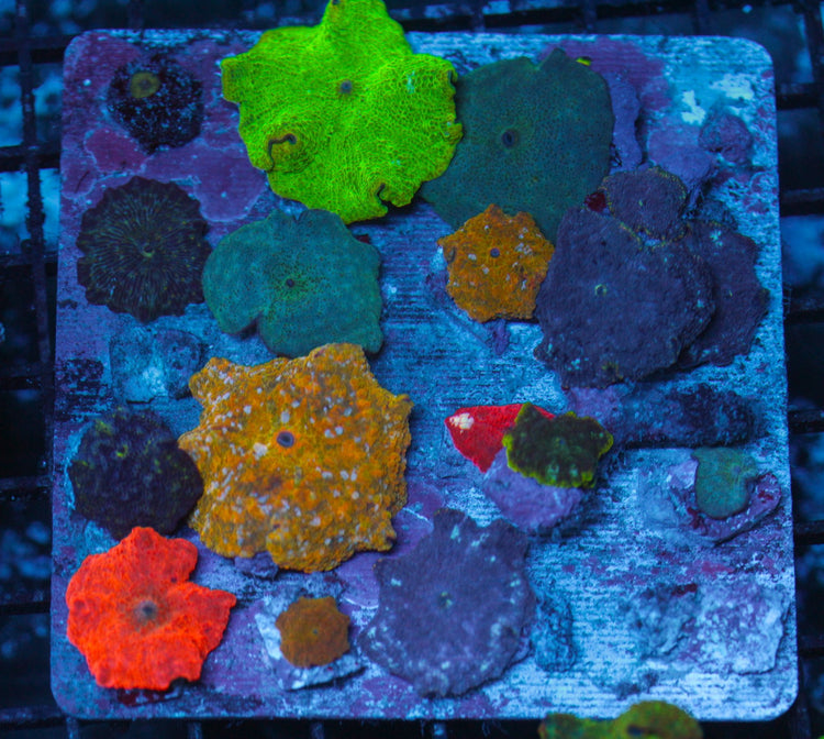 How to Frag Corals: 10-Step Beginner Guide (+ Tools & Aftercare ...