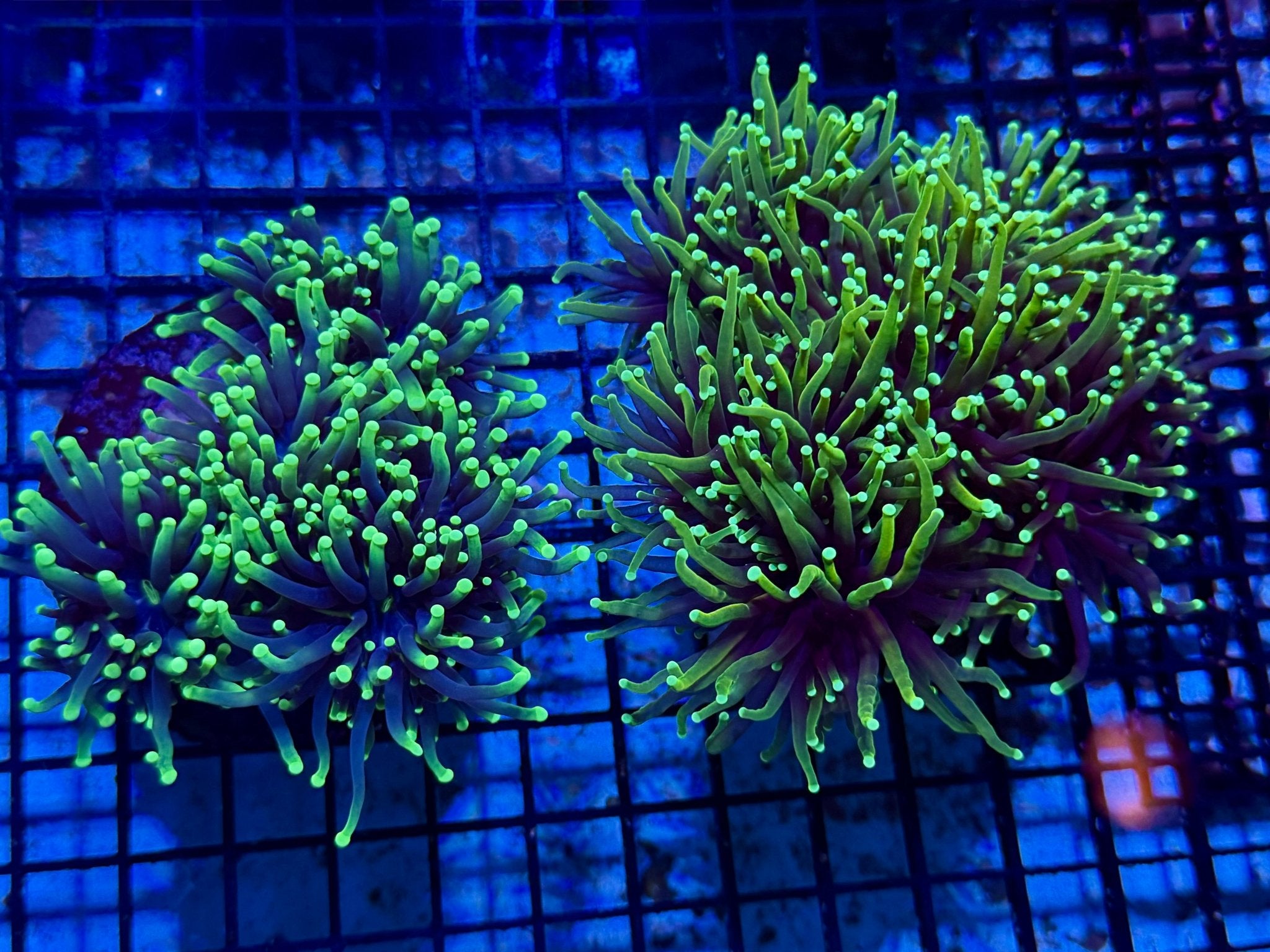 Dragon Soul Colony - Corals Depot