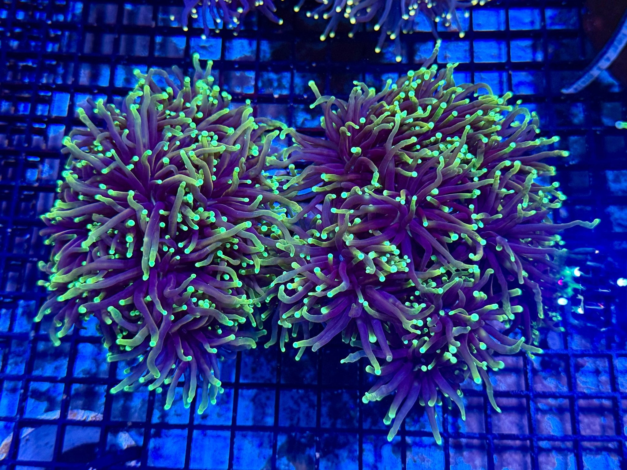 Hellfire Torch Colony - Corals Depot