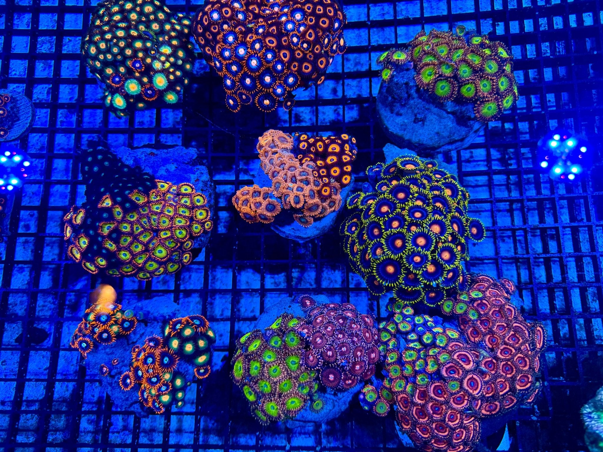 Indo Palys - Corals Depot