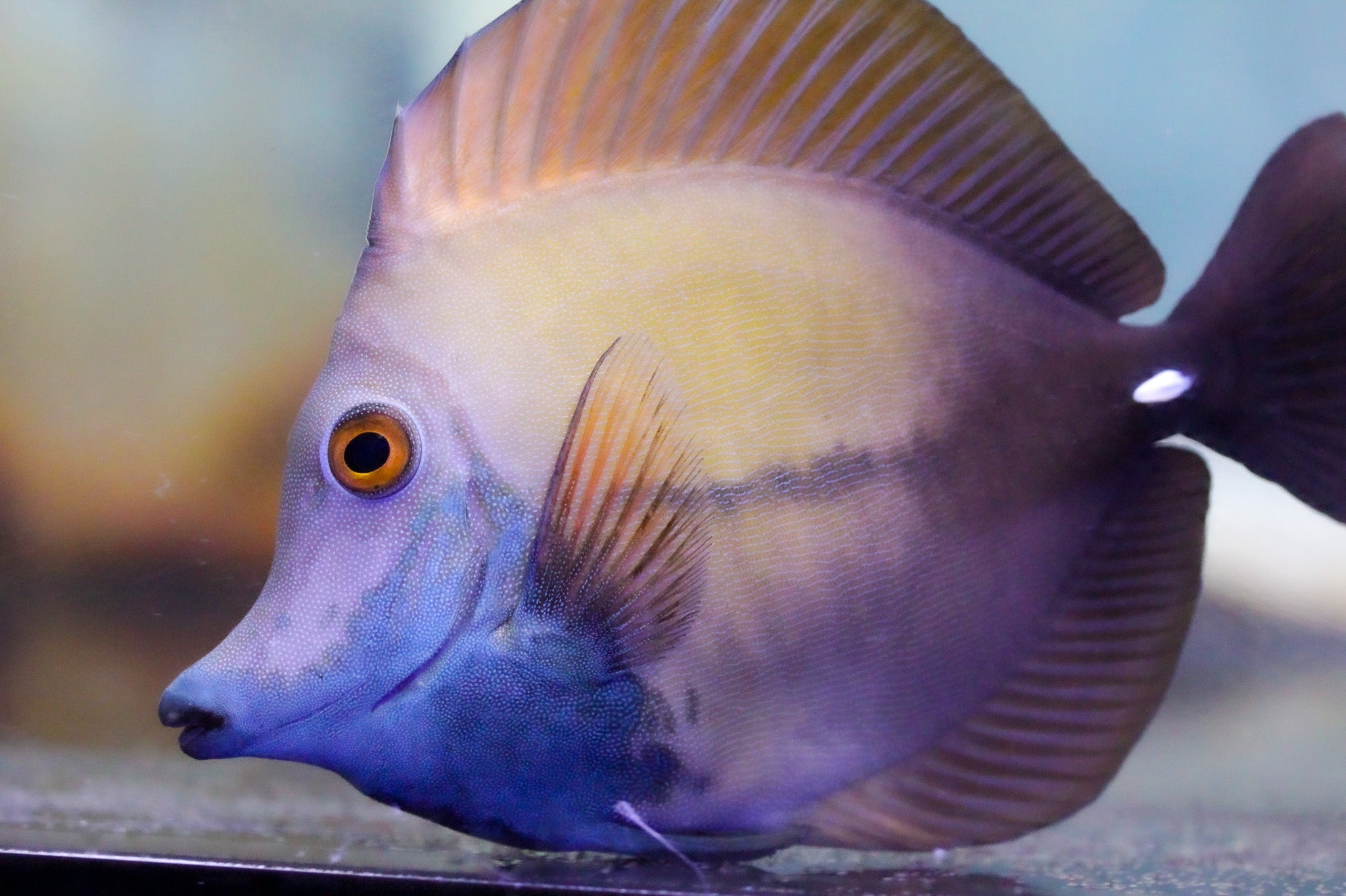 Blue Face Aberrant Koi Tang - Corals Depot