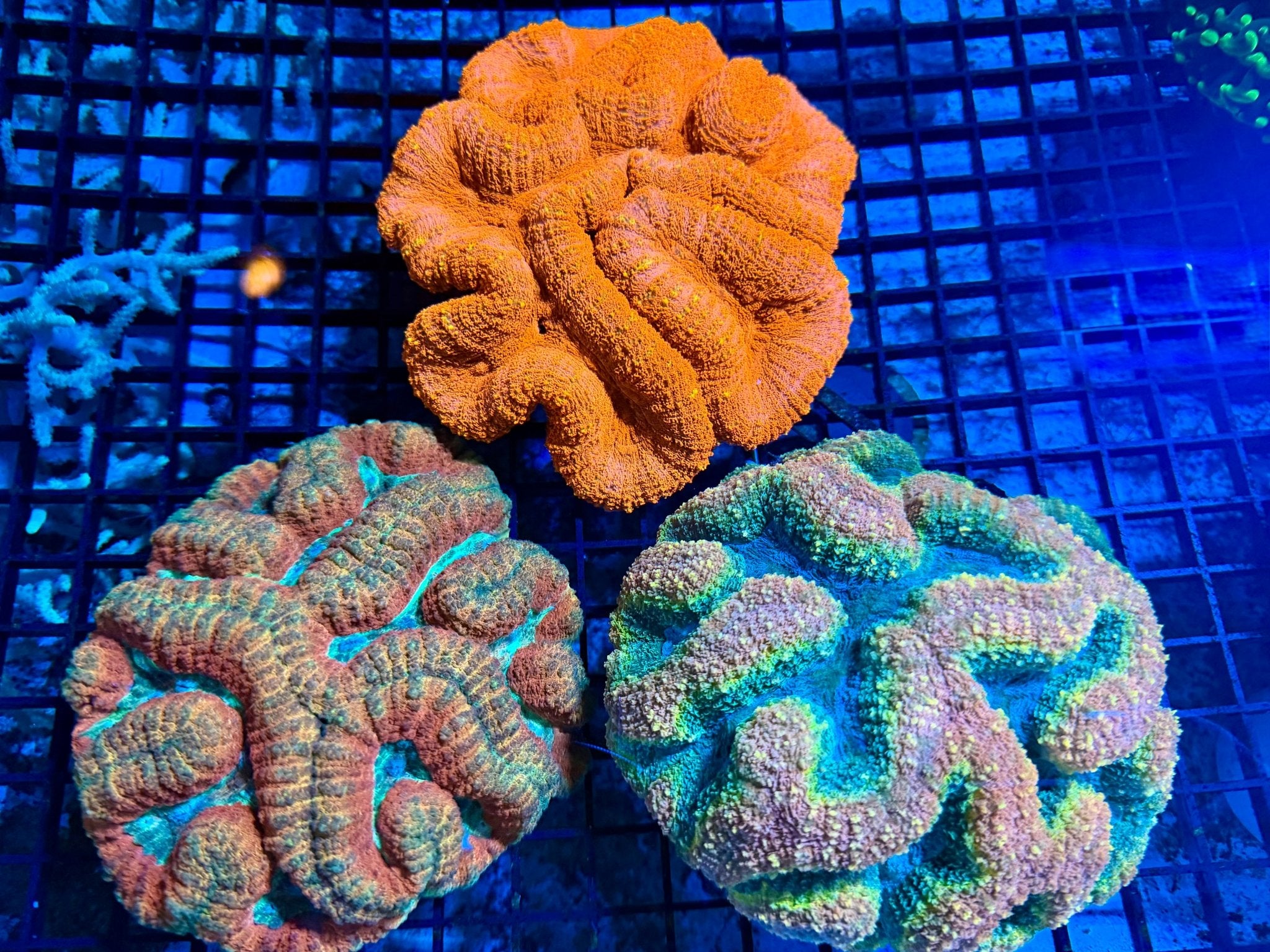 Lobo Symphyllia - Corals Depot