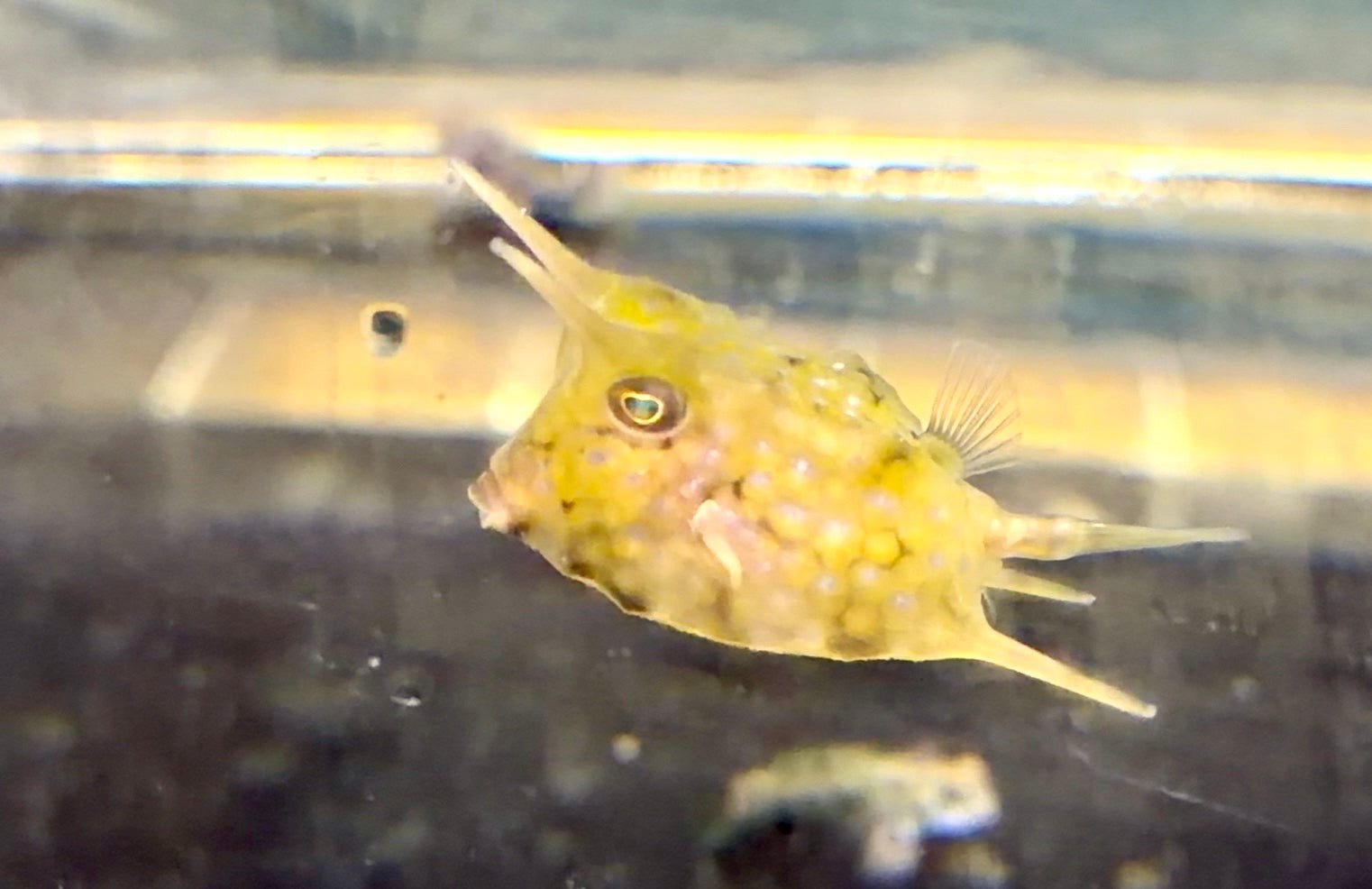 Longhorn Cowfish for Sale - Aquarium Addition - Corals Depot