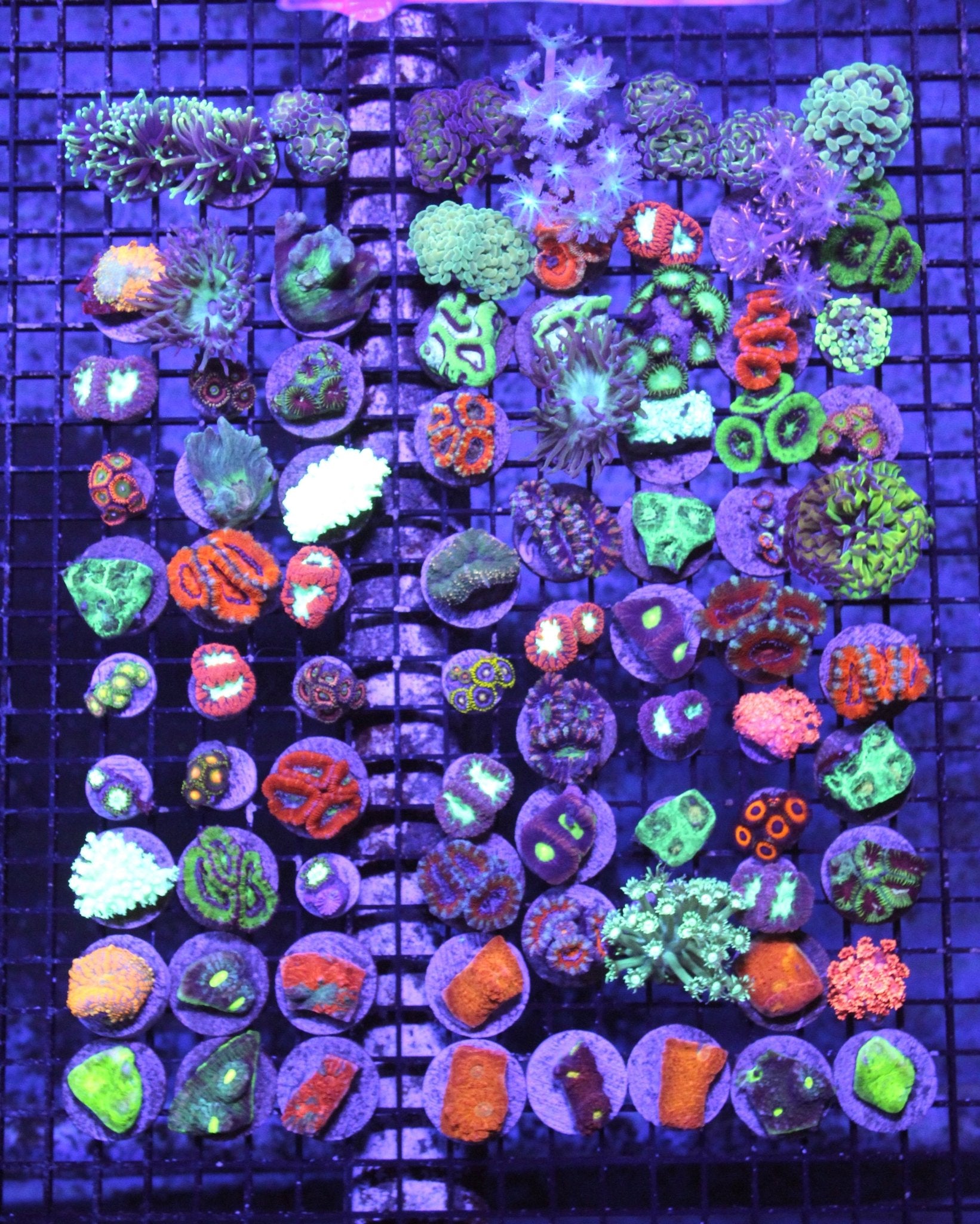 Mixed Frag Pack 80 Frags - Coralsdepot
