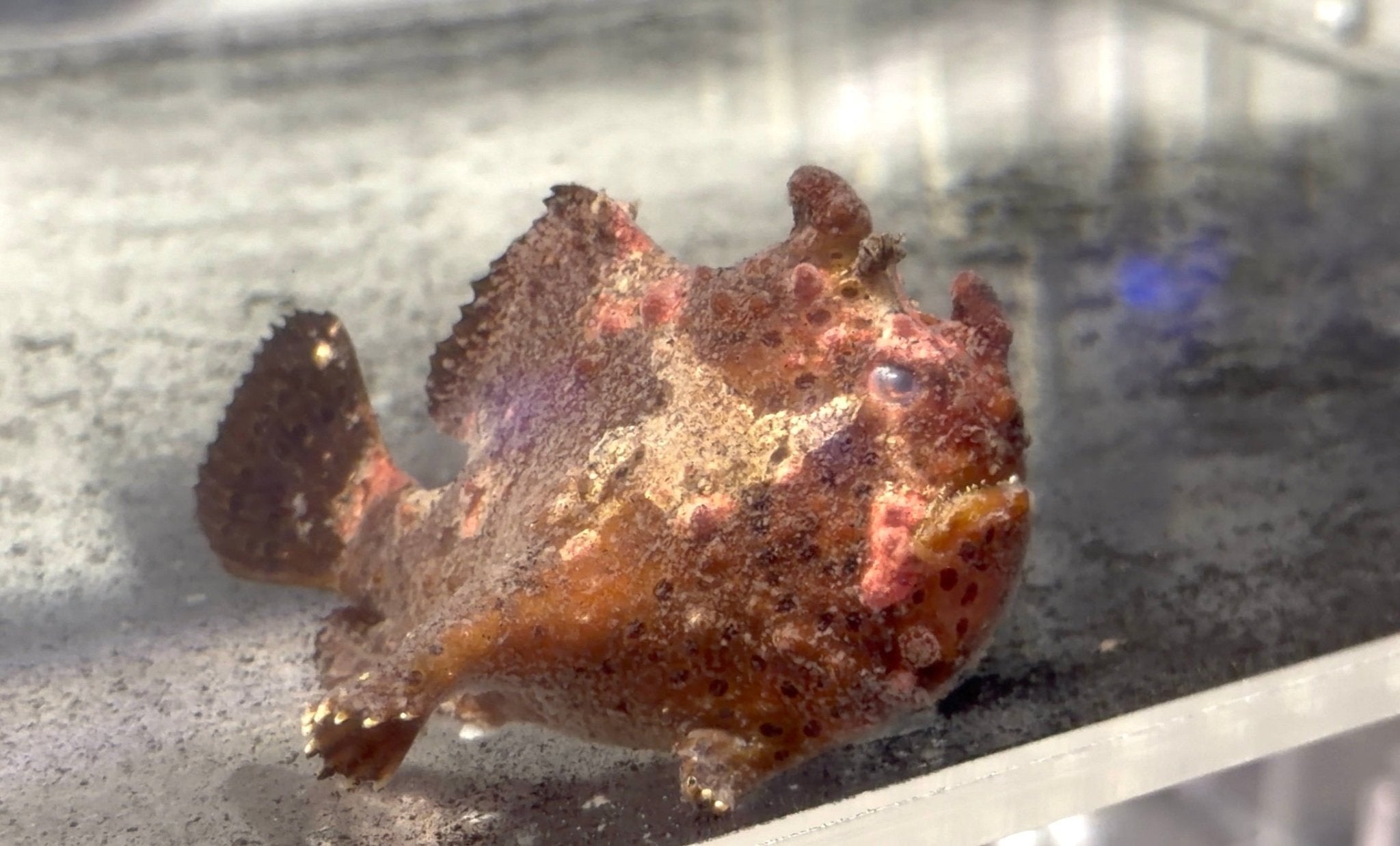 Red Angler Fish - Corals Depot